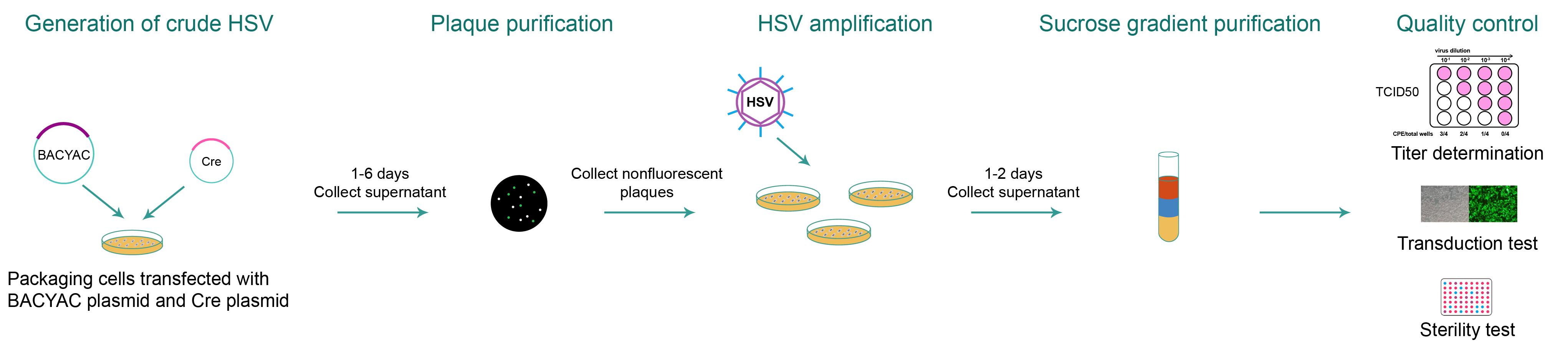 Herpes Simplex Virus (HSV) Cloning and Packaging | VectorBuilder